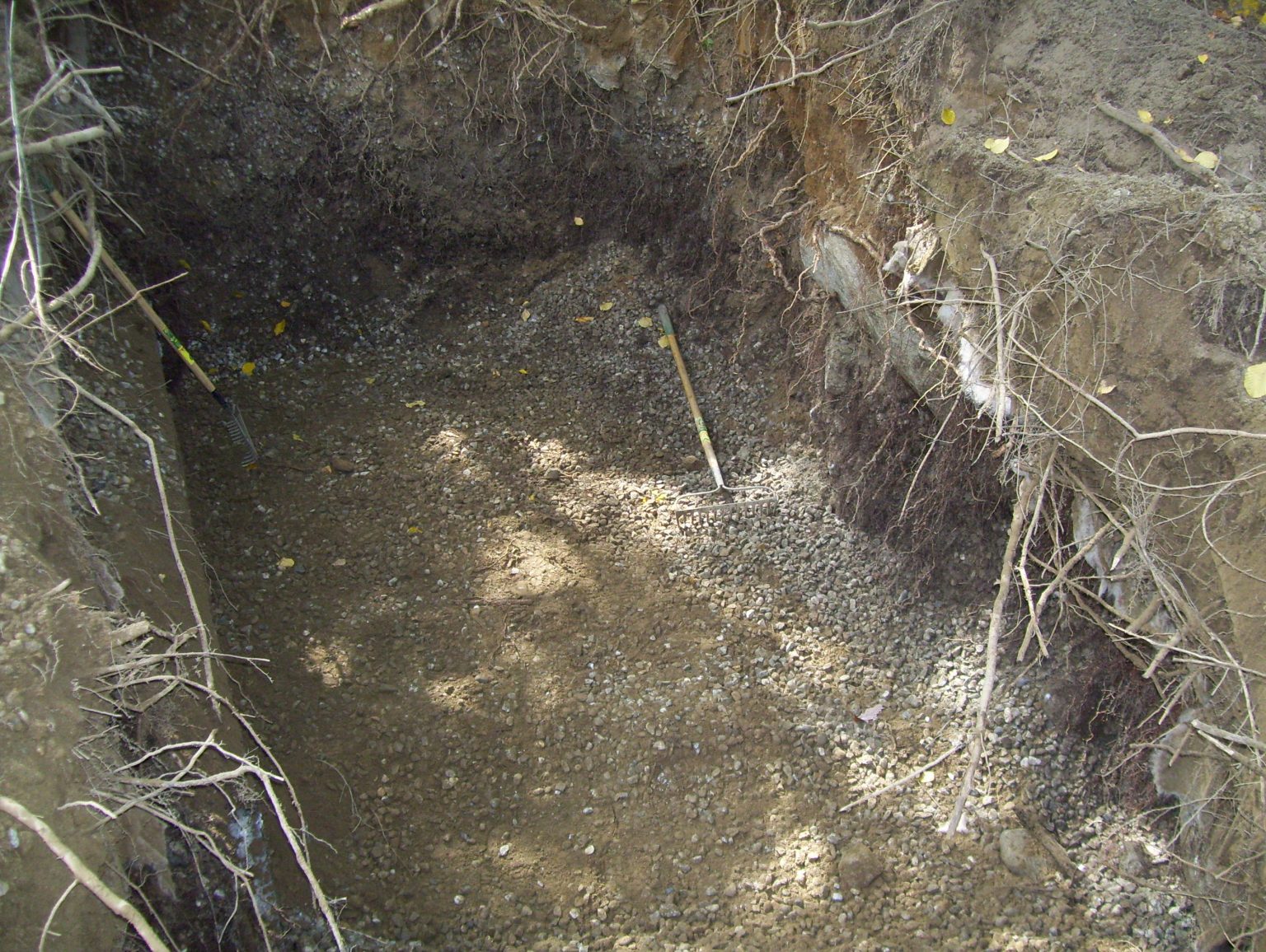 How Tree Roots Effect Septic Systems